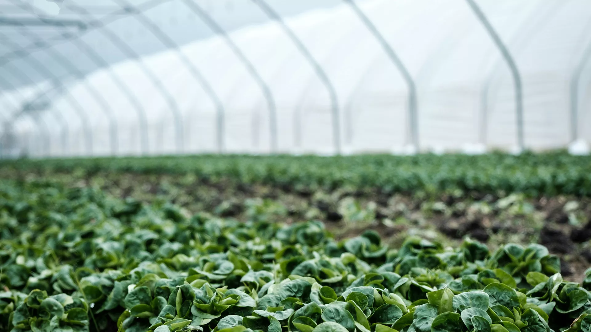 What resilience risks mean for the food supply chain | IGD (Institute ...