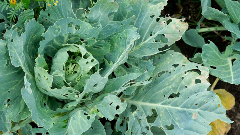 Resilience: disease | IGD (Institute of Grocery Distribution)